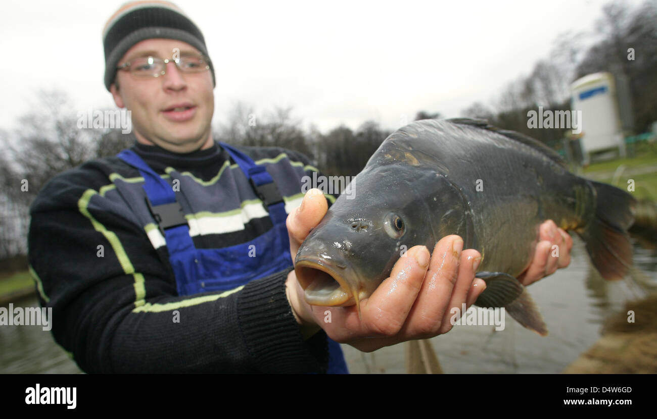New years eve carp hi-res stock photography and images - Alamy