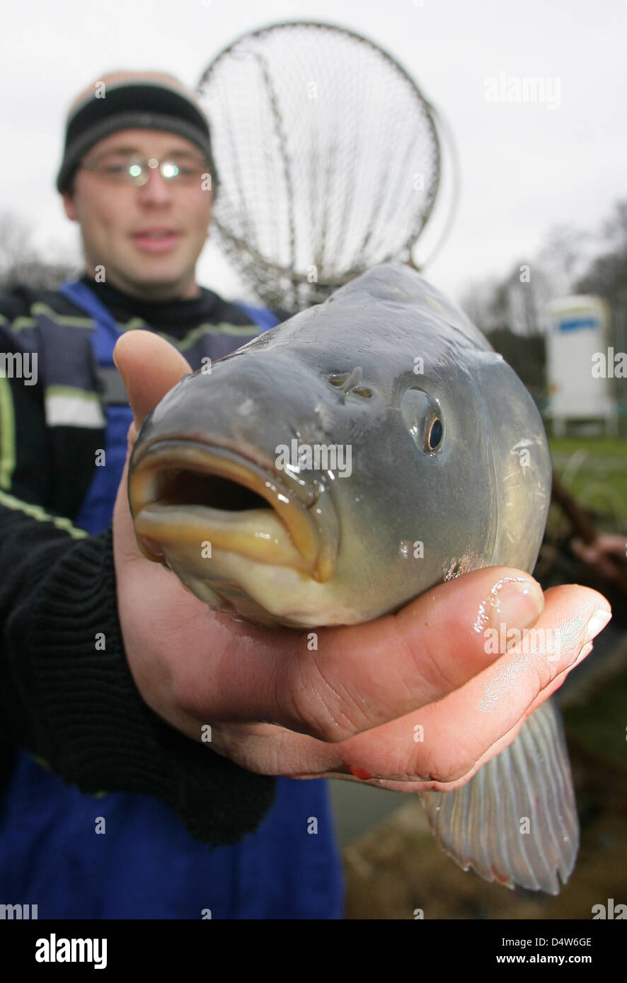 Fisherman Alexander Marx poses with a mighty carp in Wuestenjerichow ...