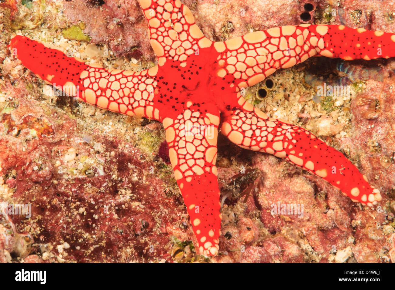 Starfish coral reef hi-res stock photography and images - Alamy