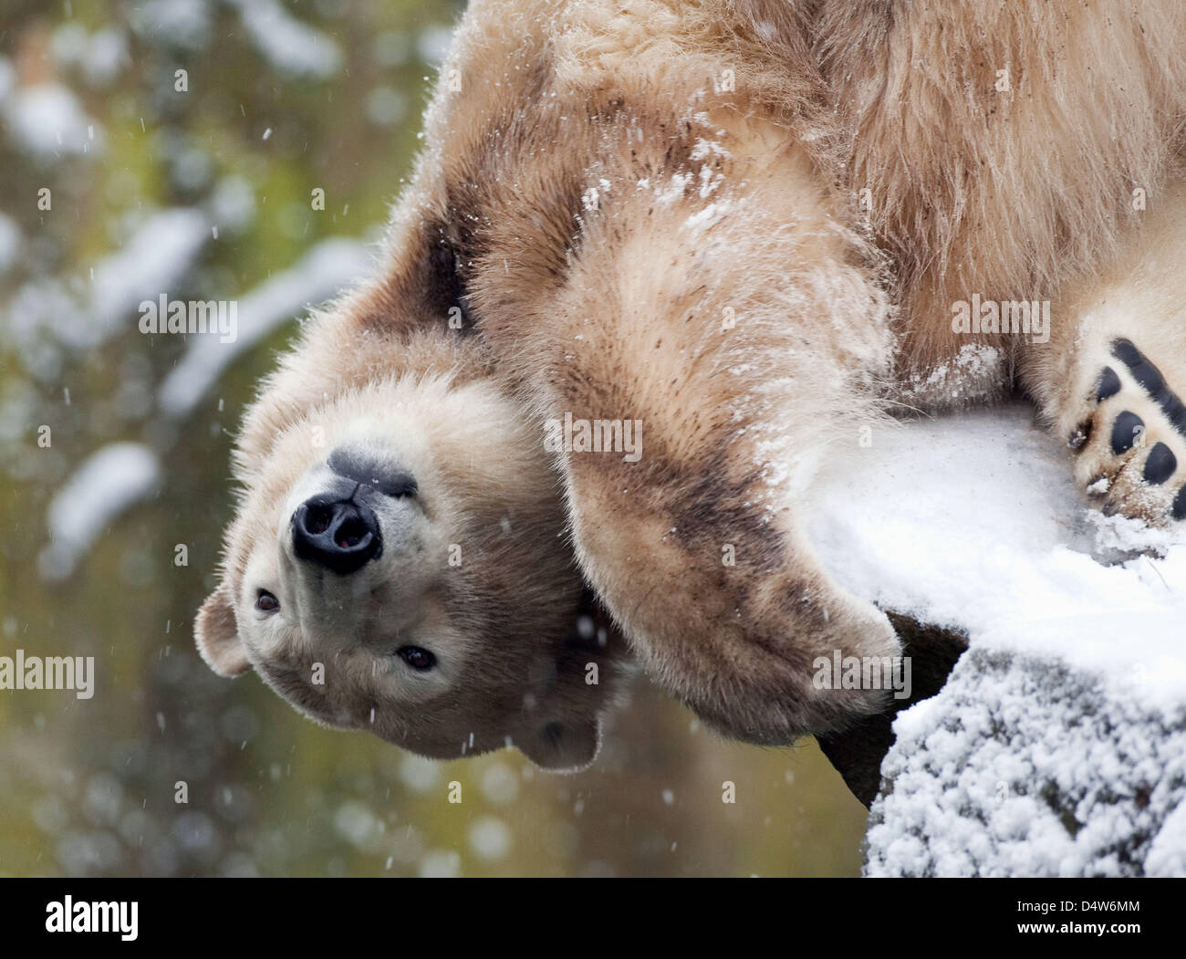 Polar bear Giovanna pictured in the snowy enclosure in the zoo in ...