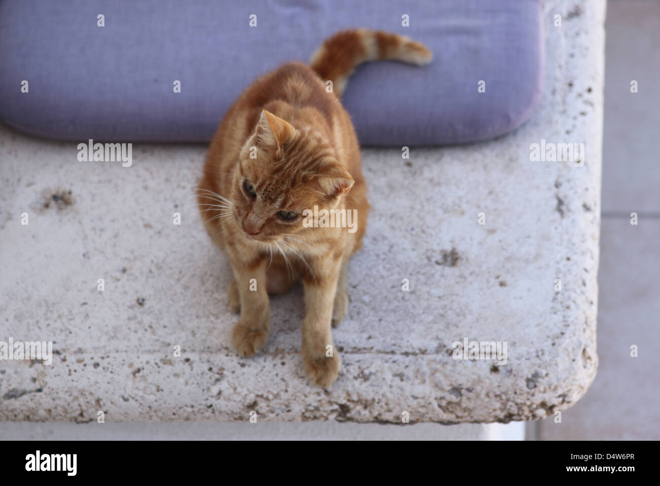 A photograph of an orange cat in Crete, Greece. Taken in August 2012 ...