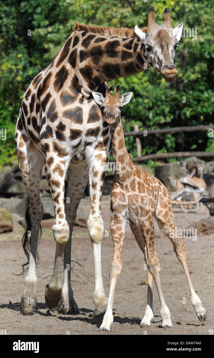 With constant care of mother 'Shahni' a 20-day-old female giraffe ...