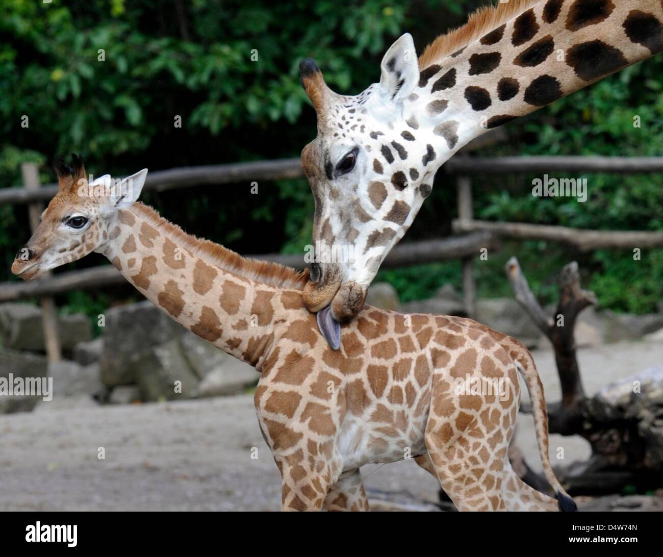 With constant care of mother 'Shahni', a 20-day-old female giraffe ...