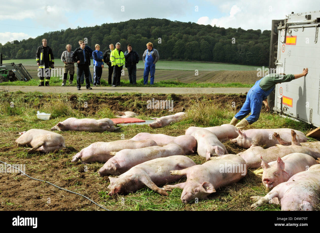 Dead pigs lie next to a lorry that transported pigs, which got into an ...