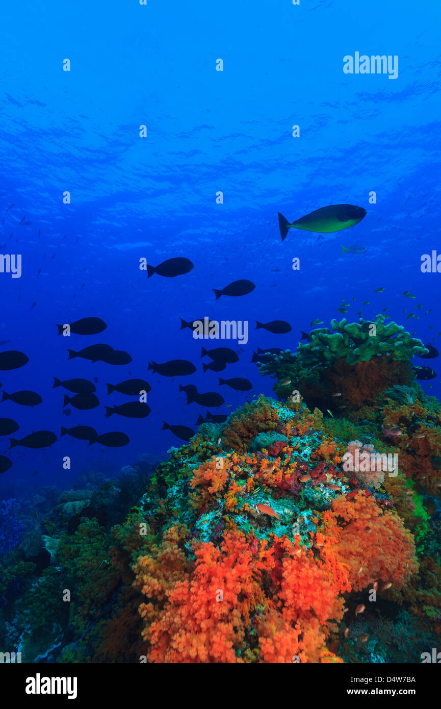 School of fish swimming by coral reef Stock Photo - Alamy