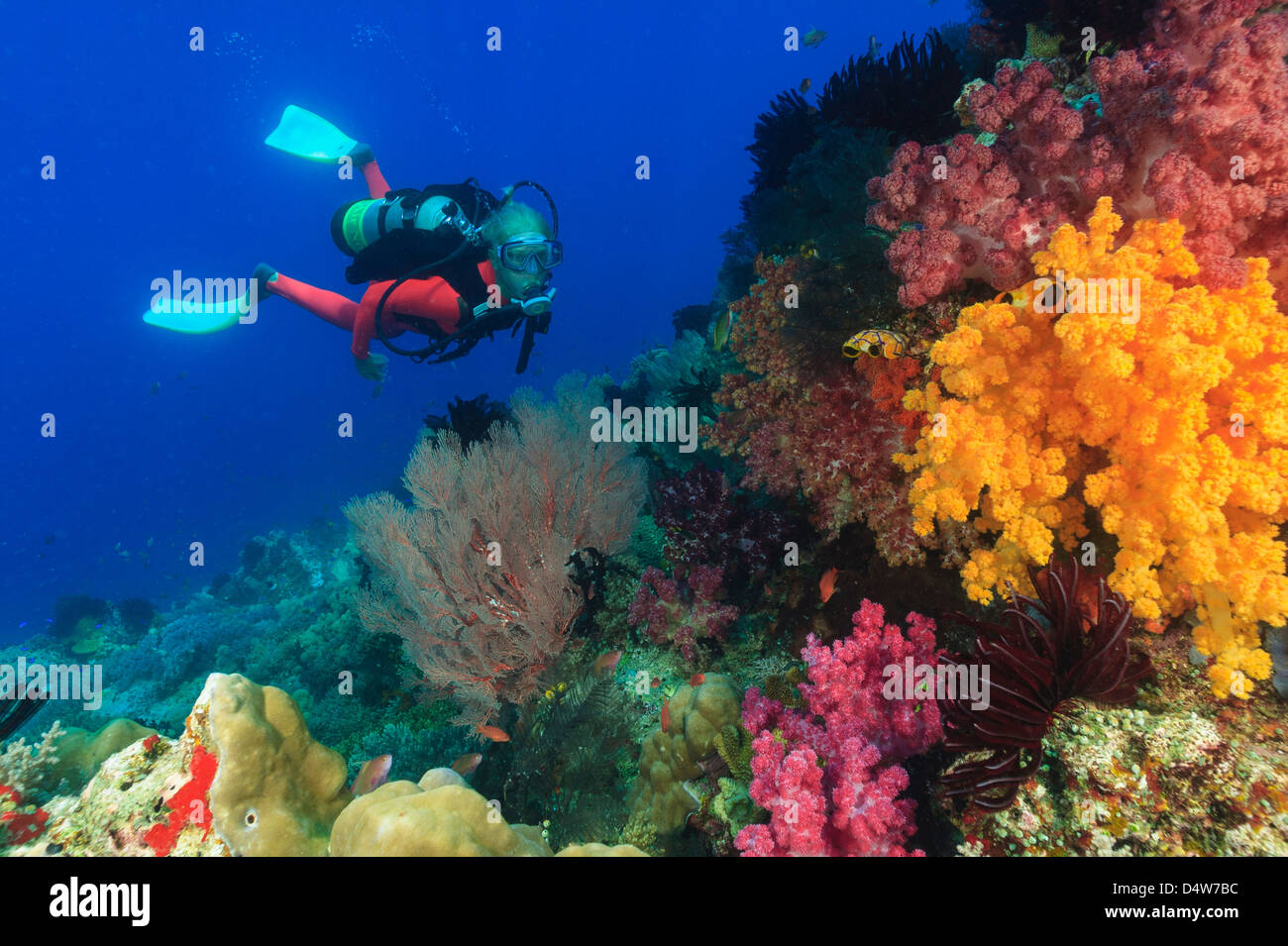 Diver swimming in coral reef Stock Photo - Alamy