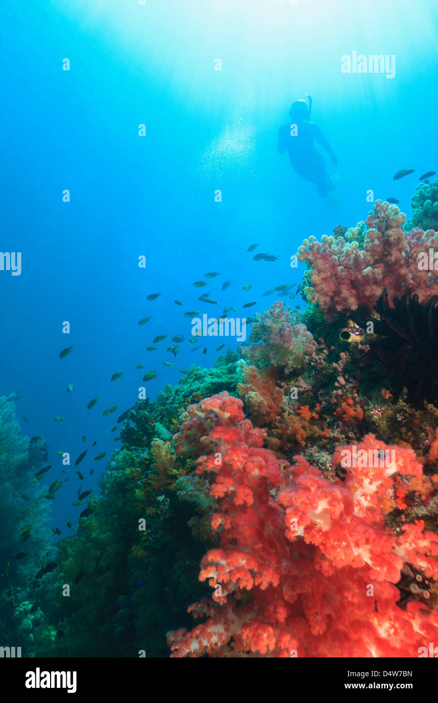 Diver swimming in coral reef Stock Photo - Alamy