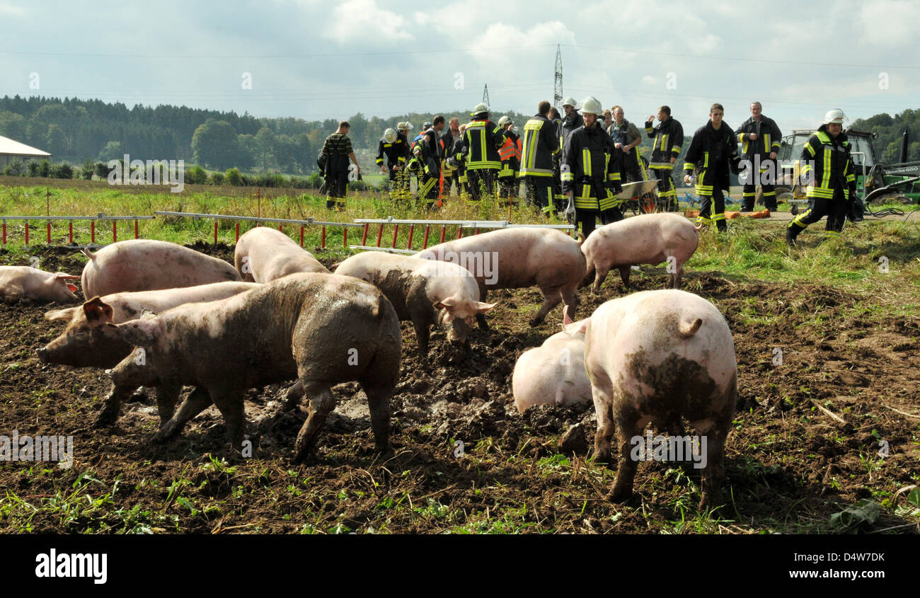 Firemen watch surviving pigs after a lorry that transported pigs got ...