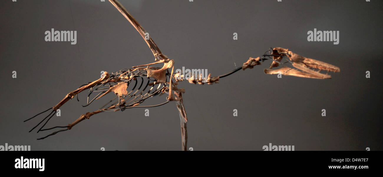 The skeleton of a giant ancient bird of more than five metres ...