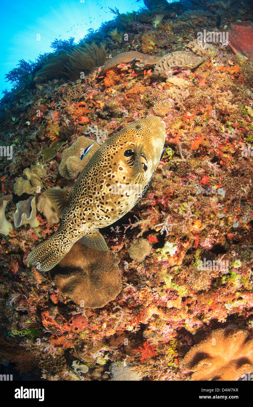 Puffer fish swimming in coral reef Stock Photo - Alamy