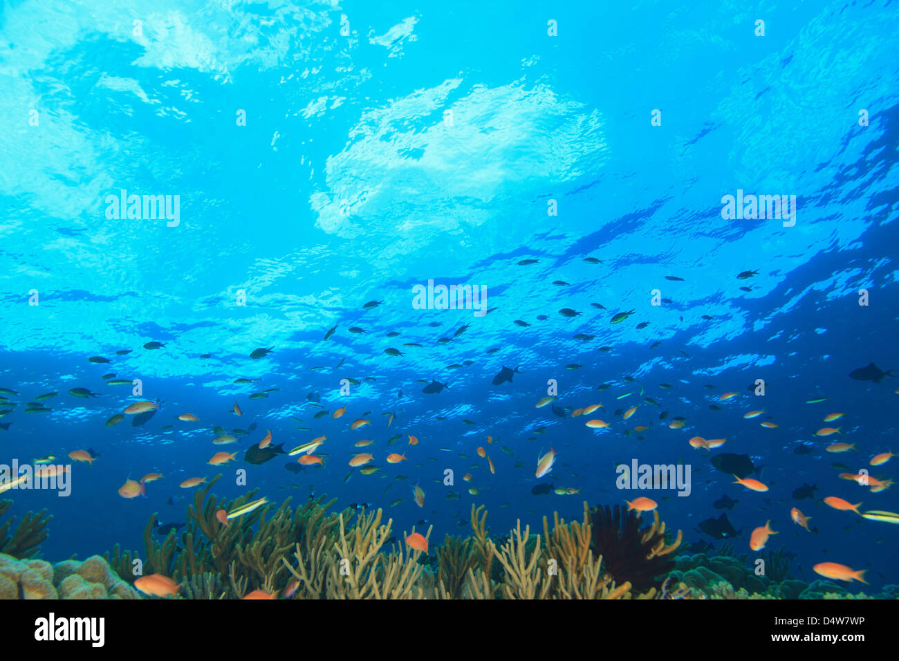 Fish swimming in coral reef Stock Photo - Alamy