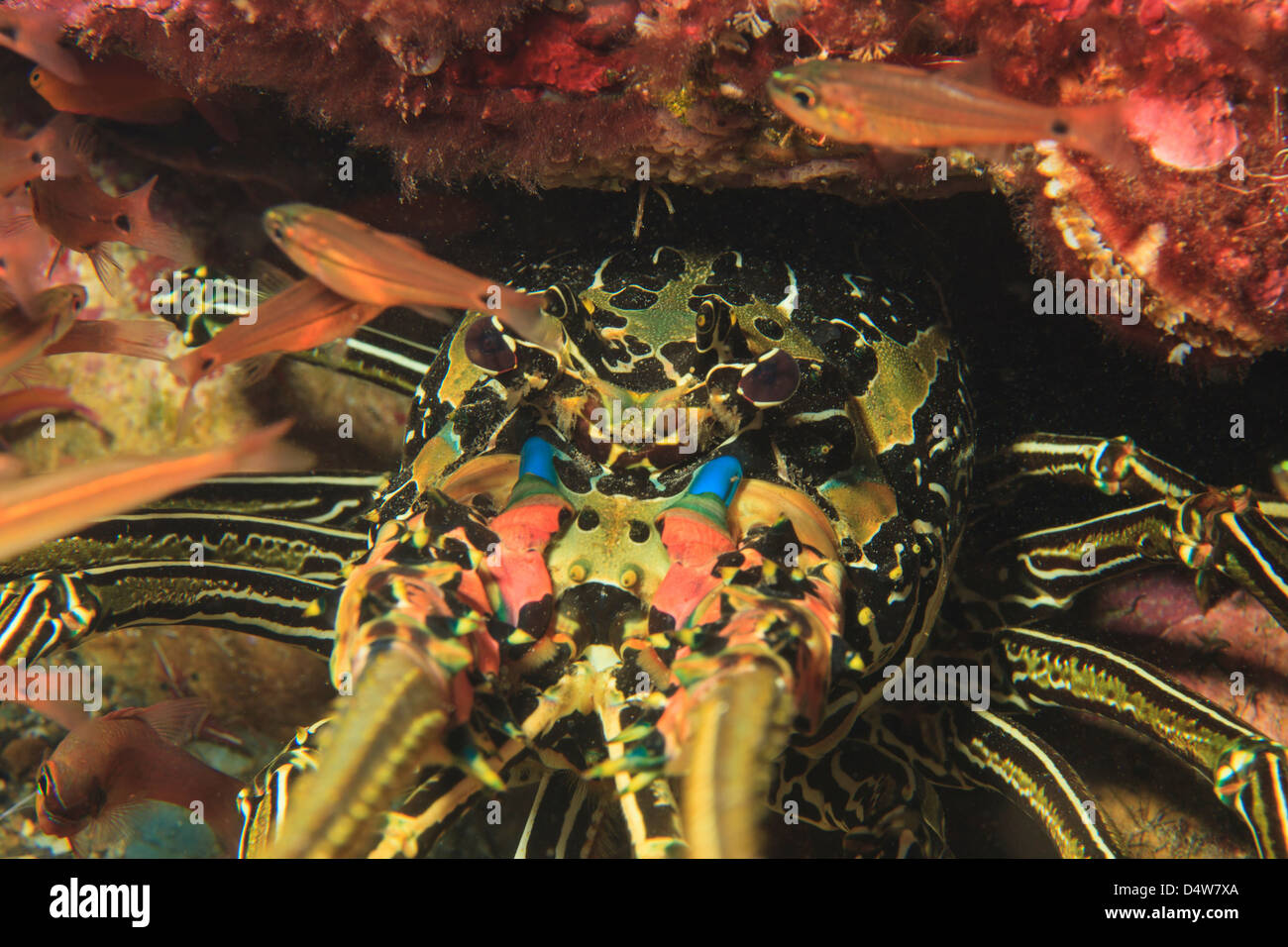 Lobster underwater size hi-res stock photography and images - Alamy