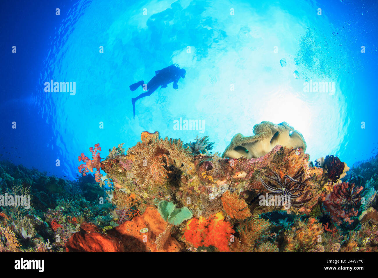 Diver swimming in coral reef Stock Photo - Alamy