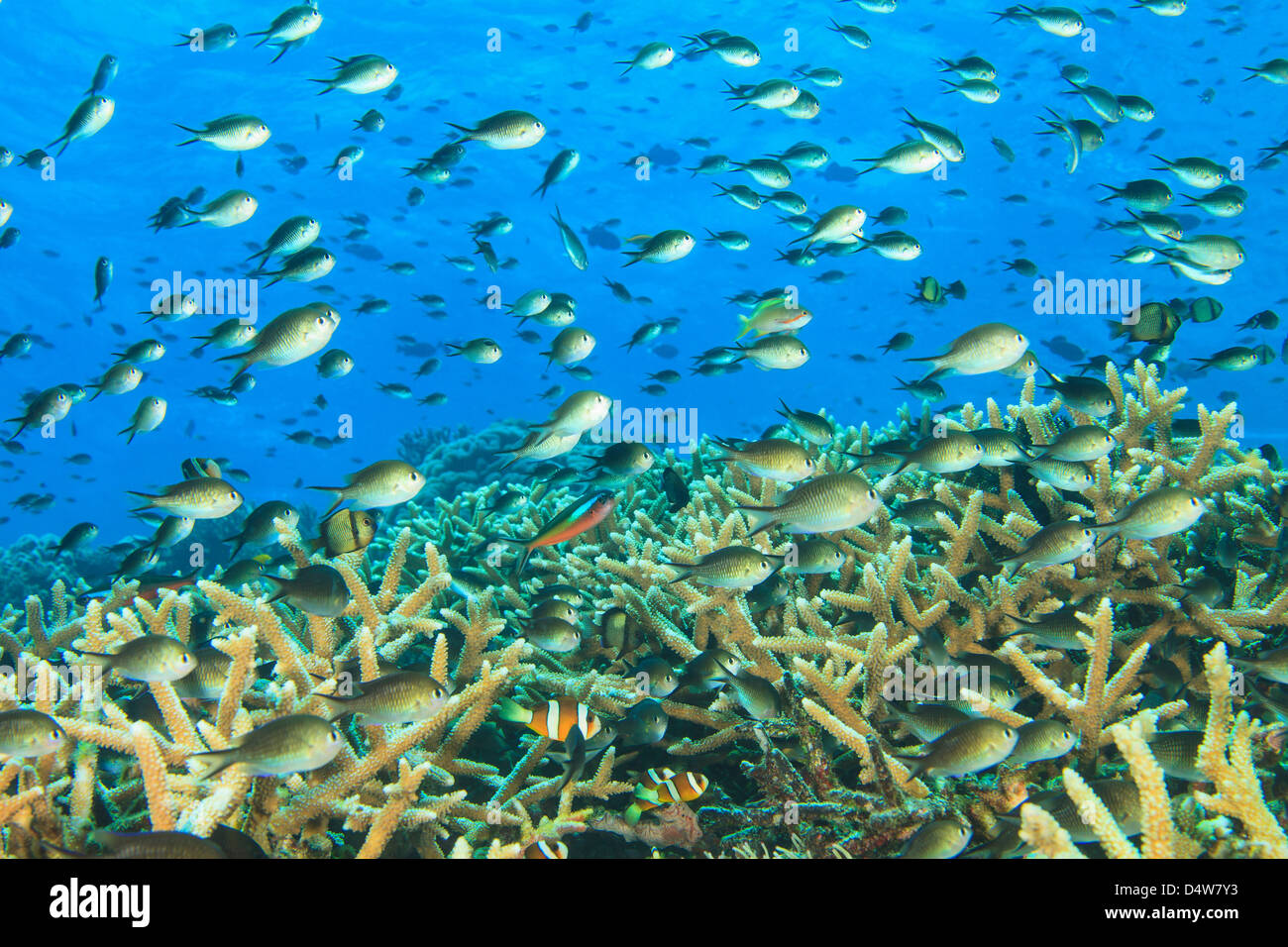 Fish swimming in coral reef Stock Photo - Alamy