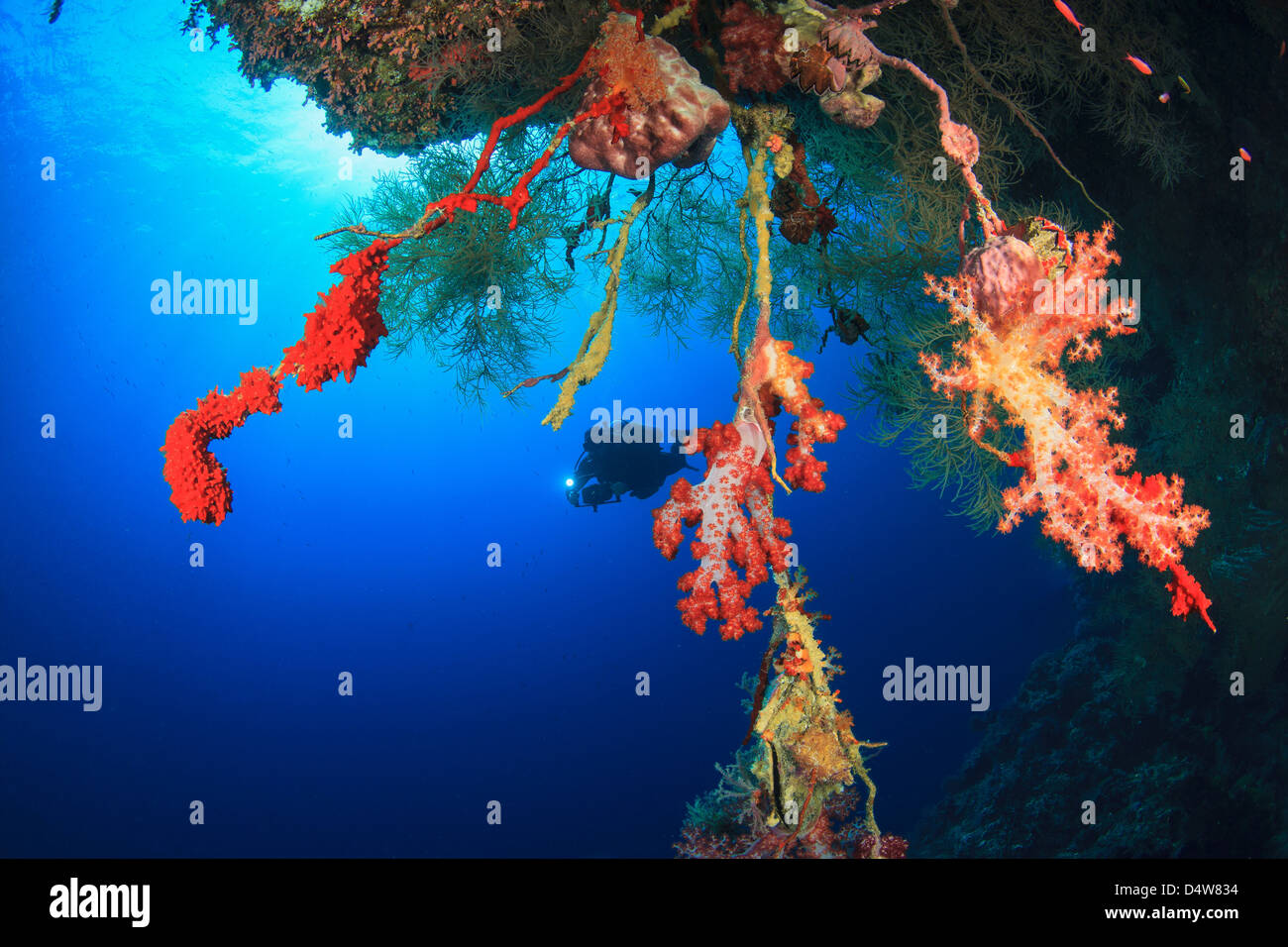 Coral moving water hi-res stock photography and images - Alamy