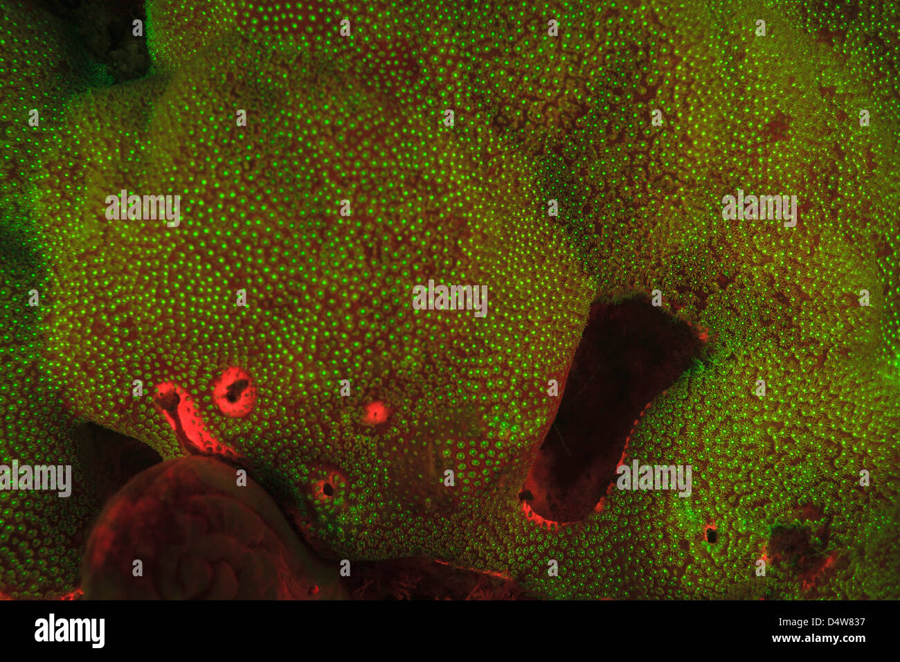 Fluorescence in coral reef Stock Photo - Alamy