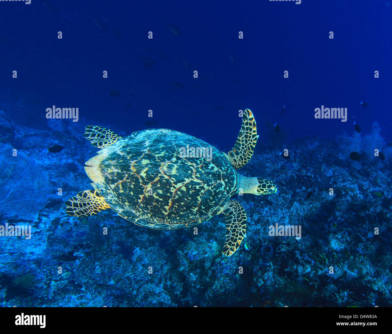 Turtle formation hi-res stock photography and images - Alamy