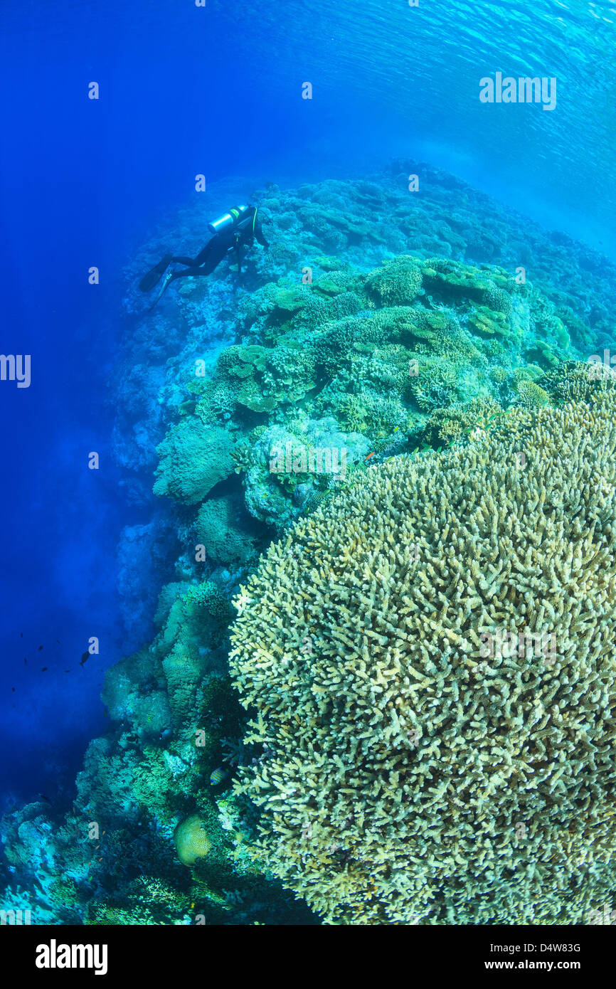 Diver swimming in coral reef Stock Photo - Alamy