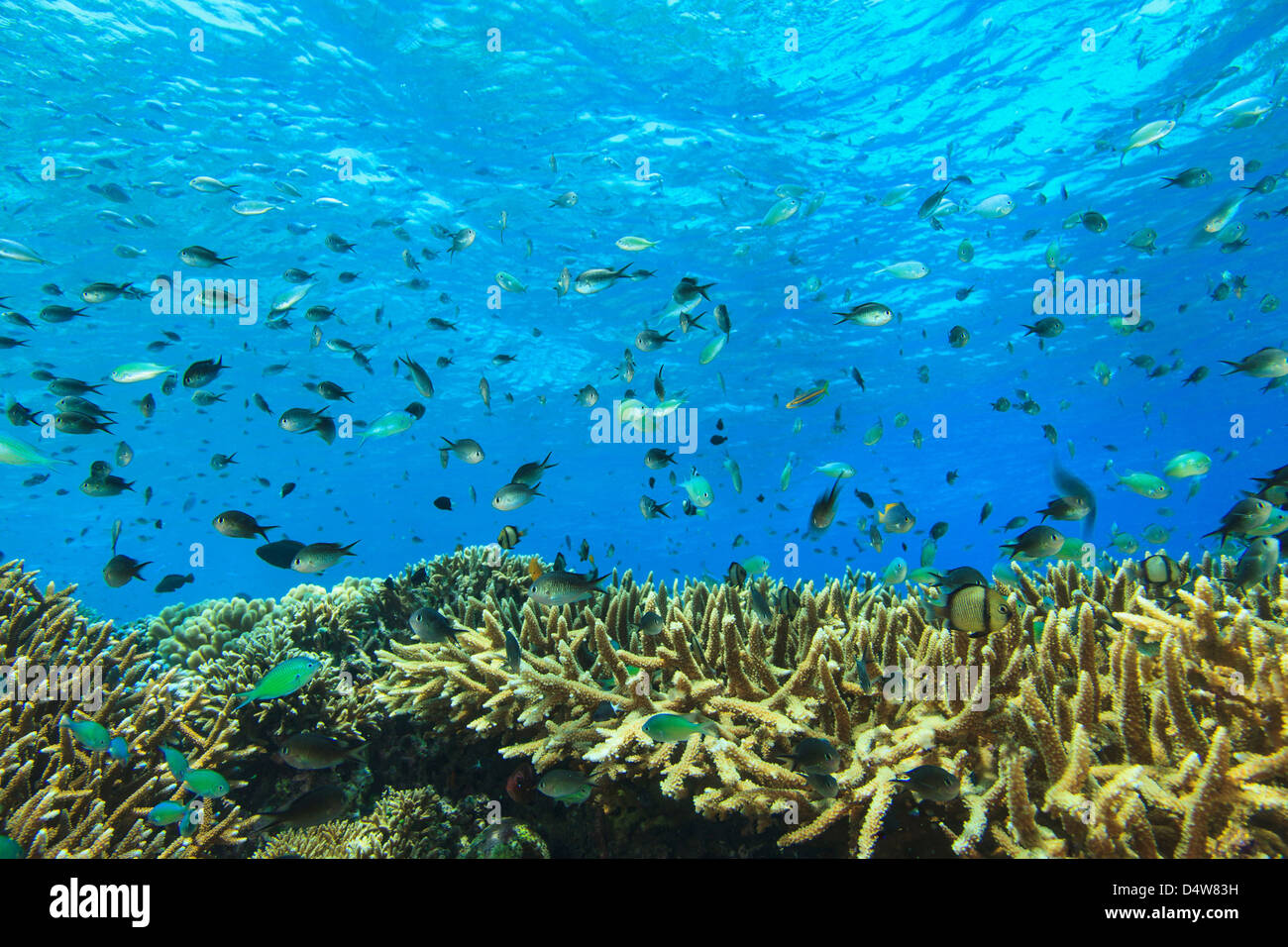 Fish swimming in coral reef Stock Photo - Alamy