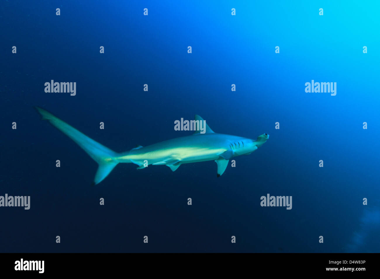 Hammerhead shark swimming Stock Photo - Alamy