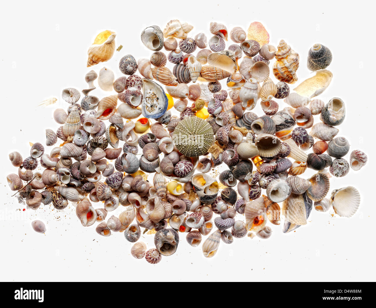 Pile of seashells Stock Photo - Alamy