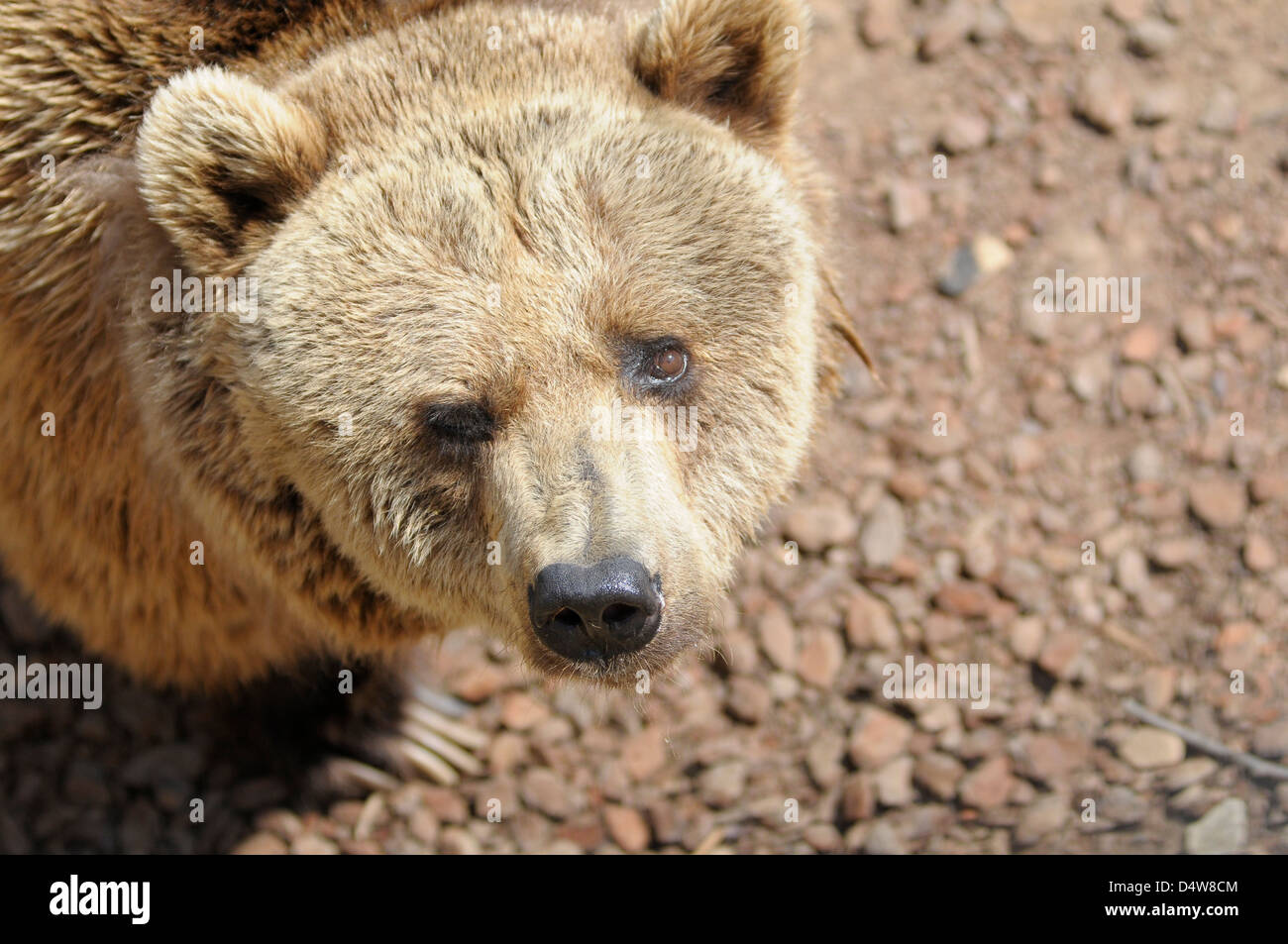 Bruno the bear hi-res stock photography and images - Alamy