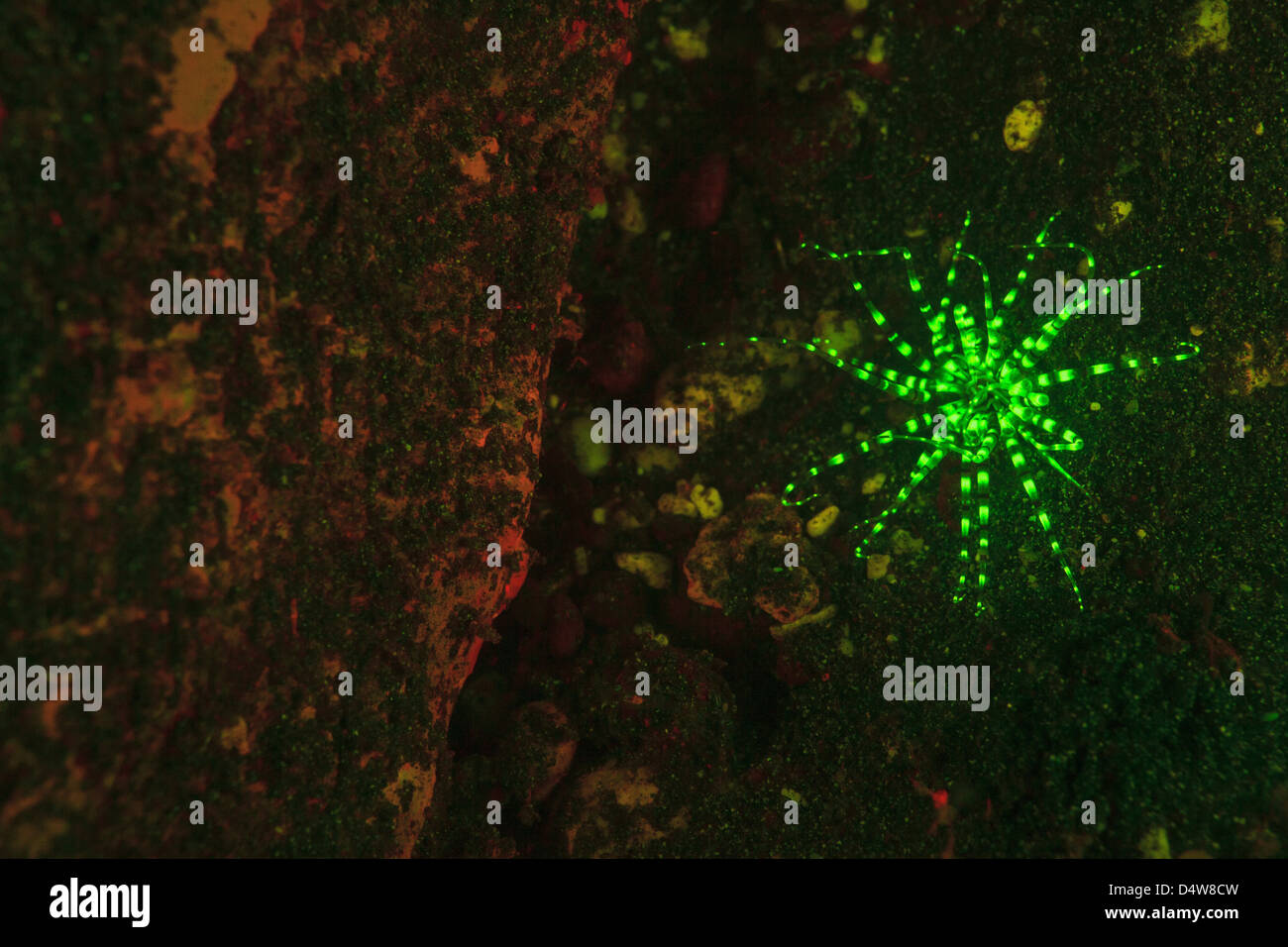 Fluorescence on coral reef Stock Photo - Alamy