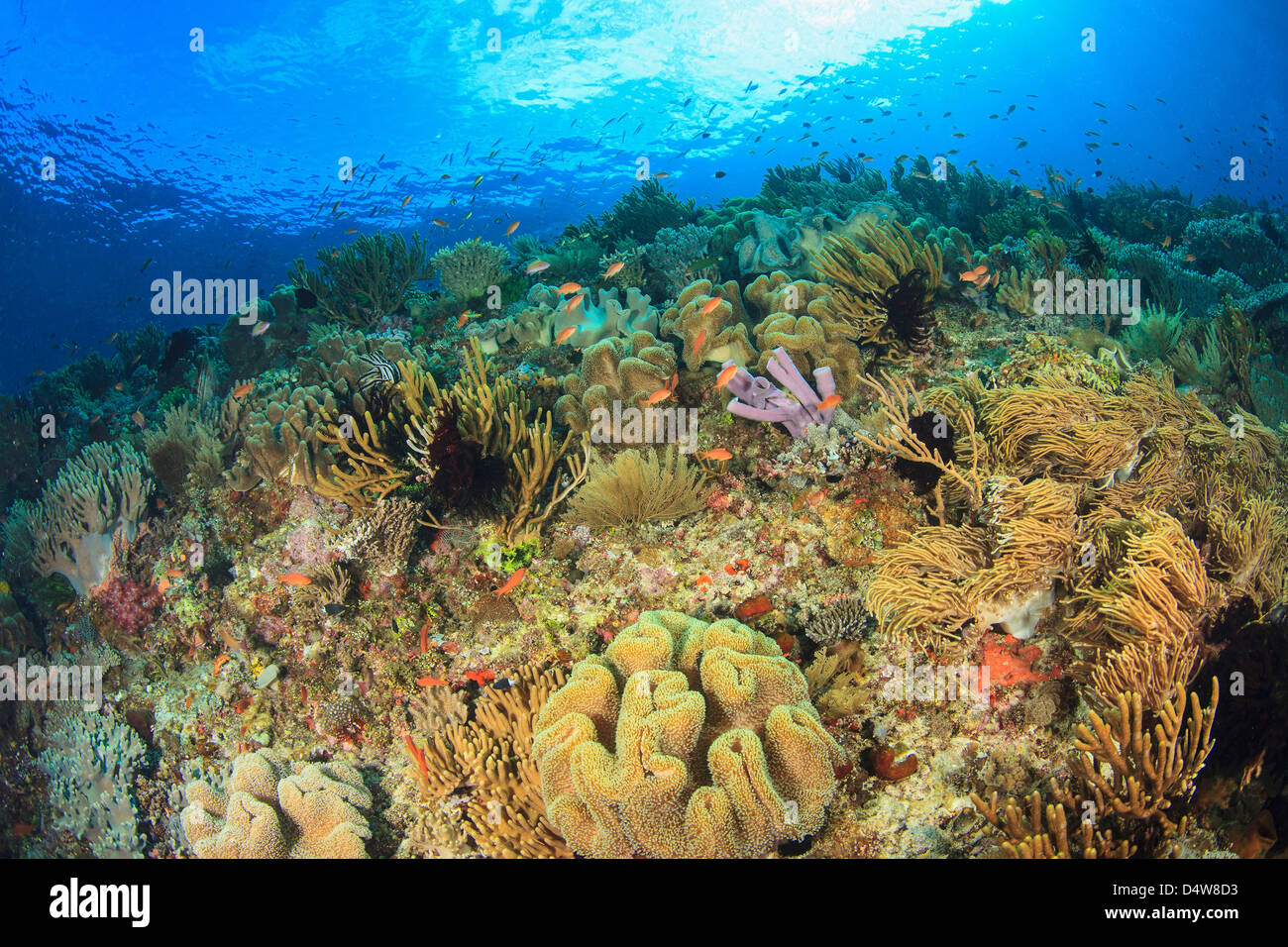 Fish swimming in coral reef Stock Photo - Alamy