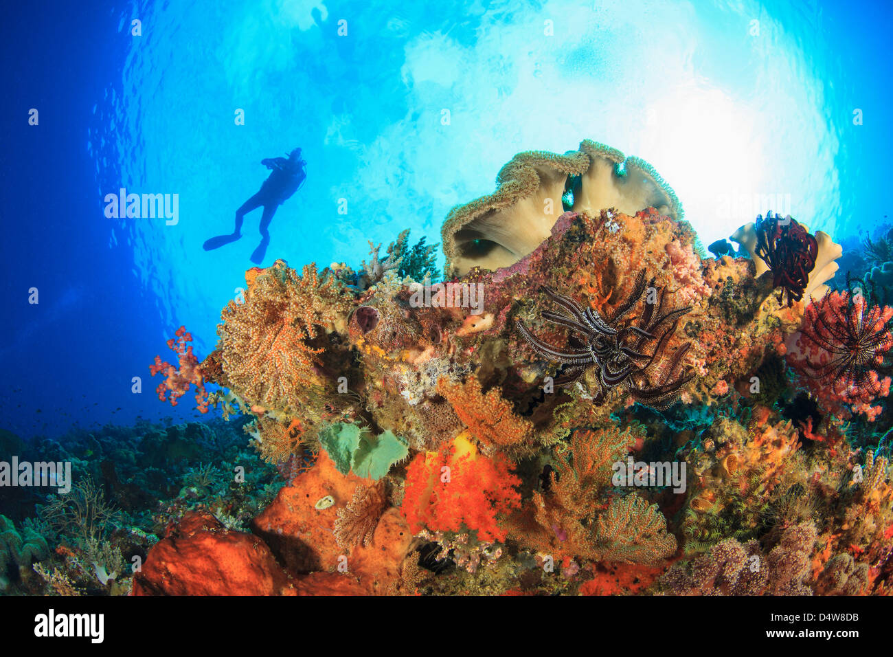 Diver swimming in coral reef Stock Photo - Alamy