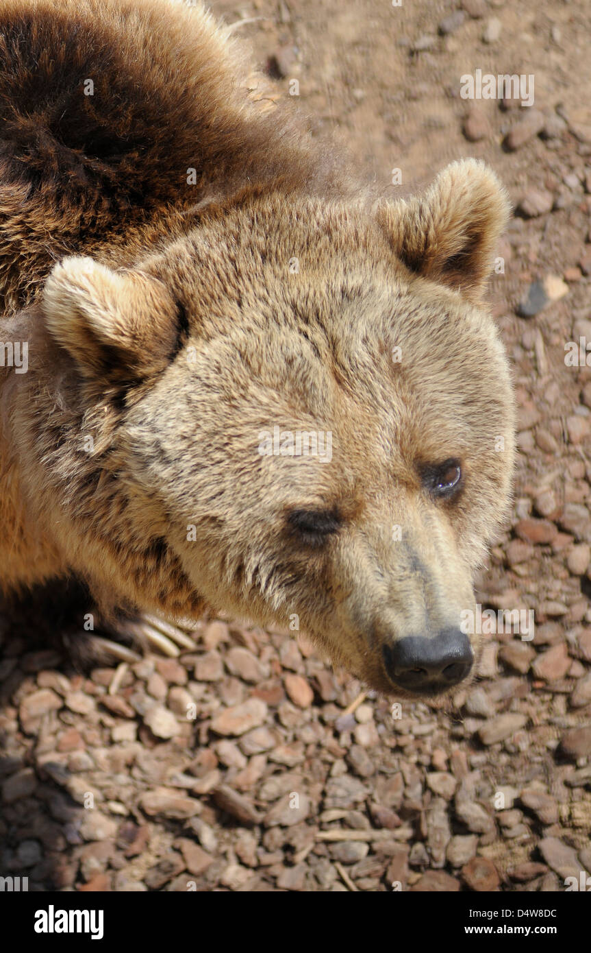 Bruno the bear hi-res stock photography and images - Alamy