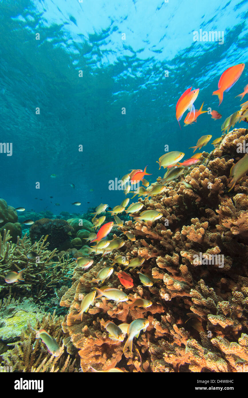 Ral life hi-res stock photography and images - Alamy