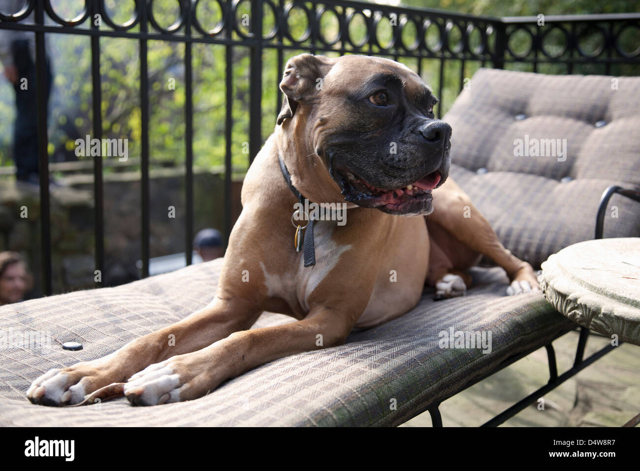 Dog relaxing on lawn chair outdoors Stock Photo - Alamy