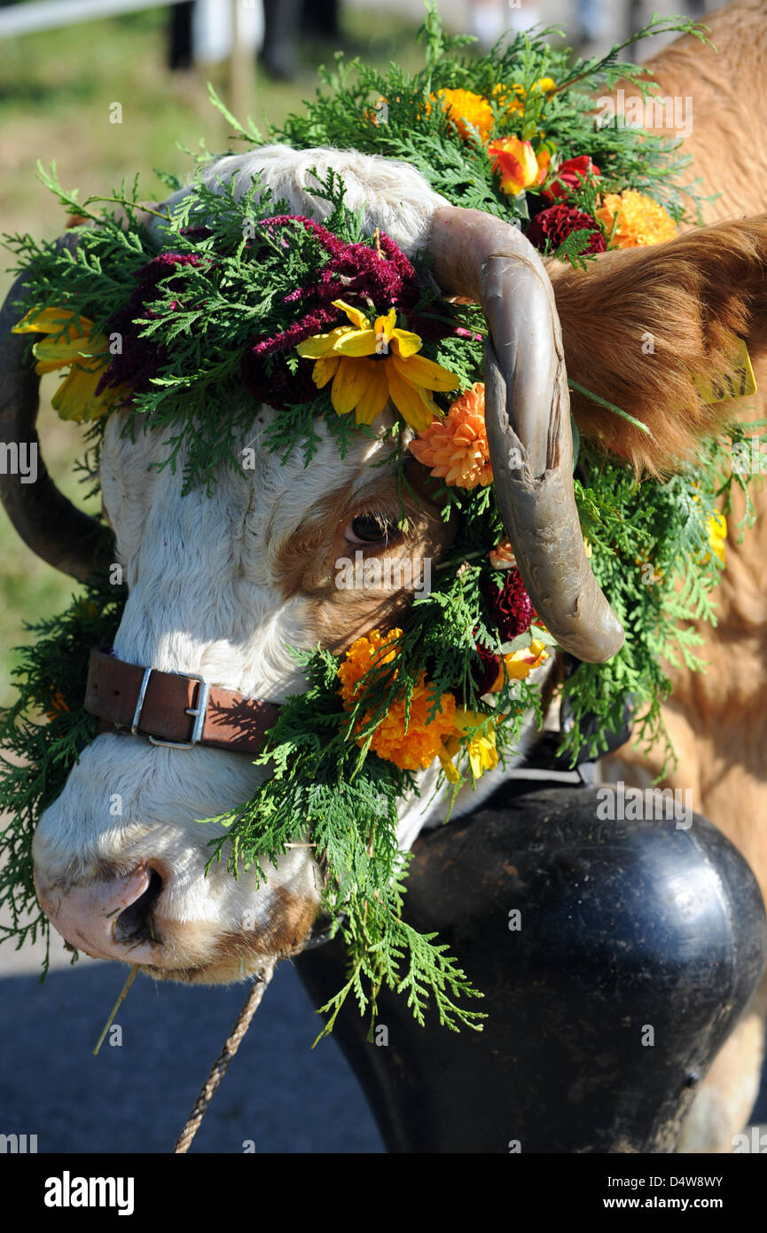 A cow is decorated during the return of the cattle to the valley from ...