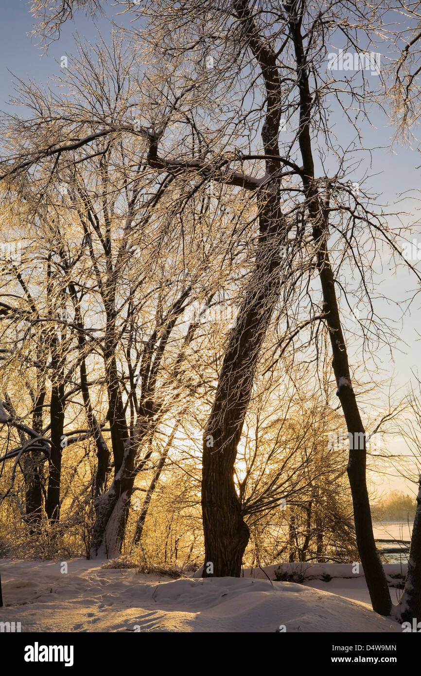 Tree growing in snowy landscape Stock Photo - Alamy