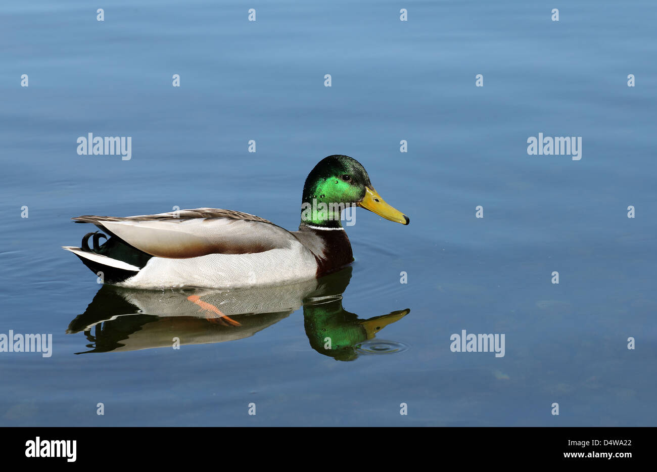 mallard on the lake Stock Photo - Alamy