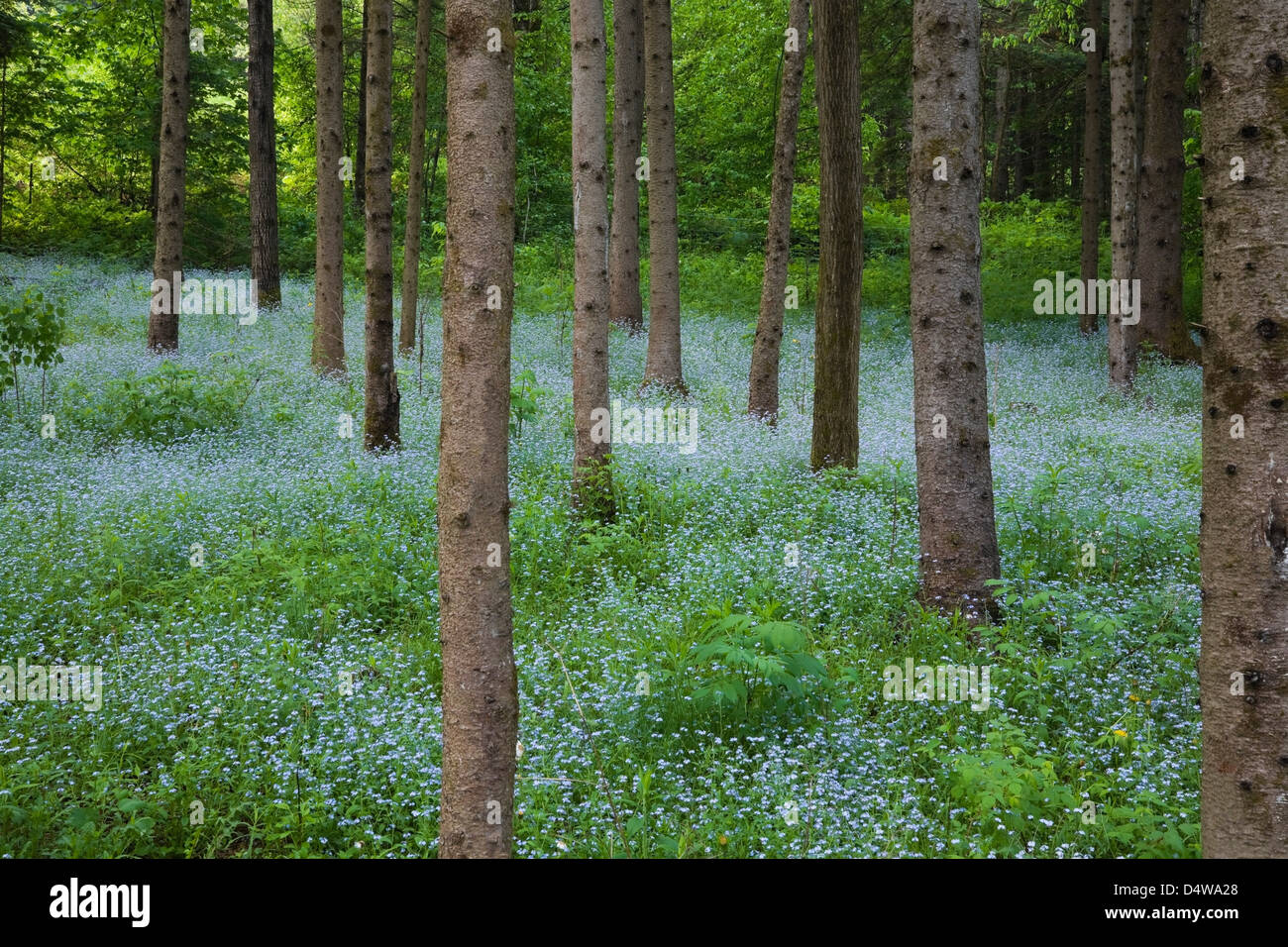 Trees in flowers hi-res stock photography and images - Alamy