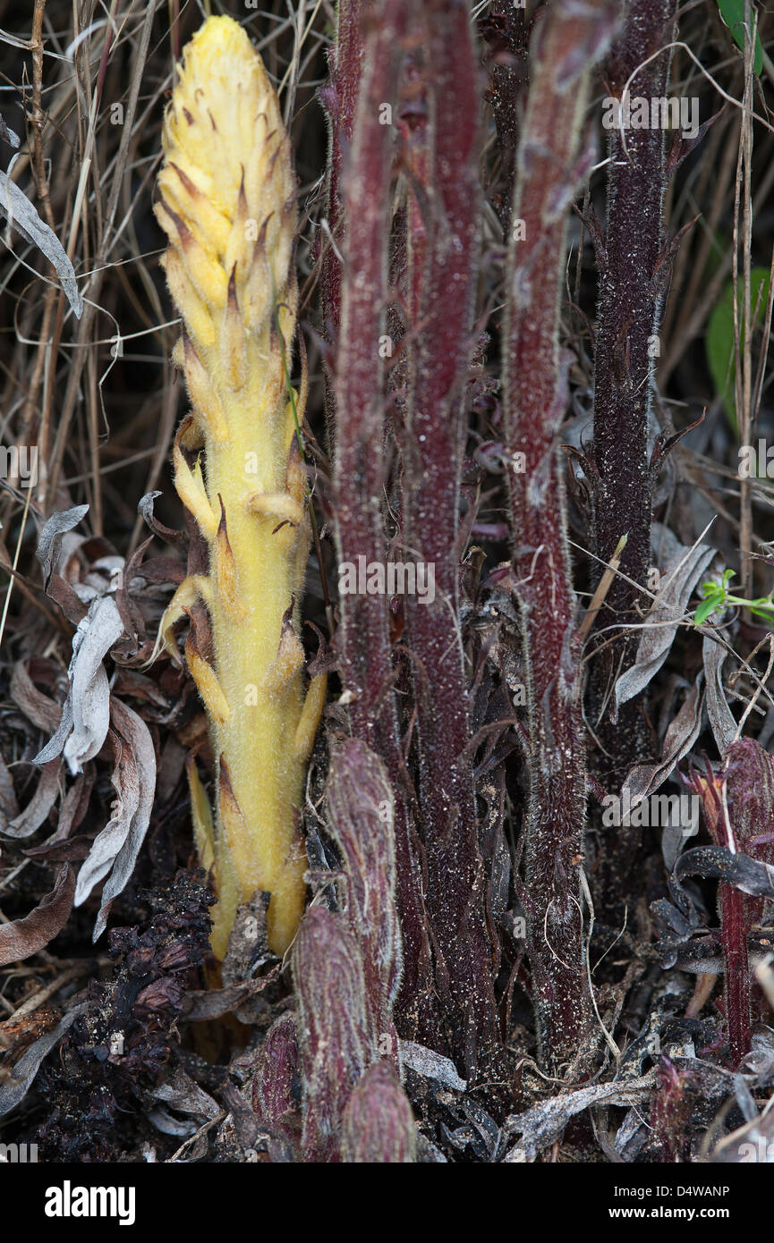 Yellow Broomrape (Cistanche phelypaea]) grows at Praia da Amoreira the ...