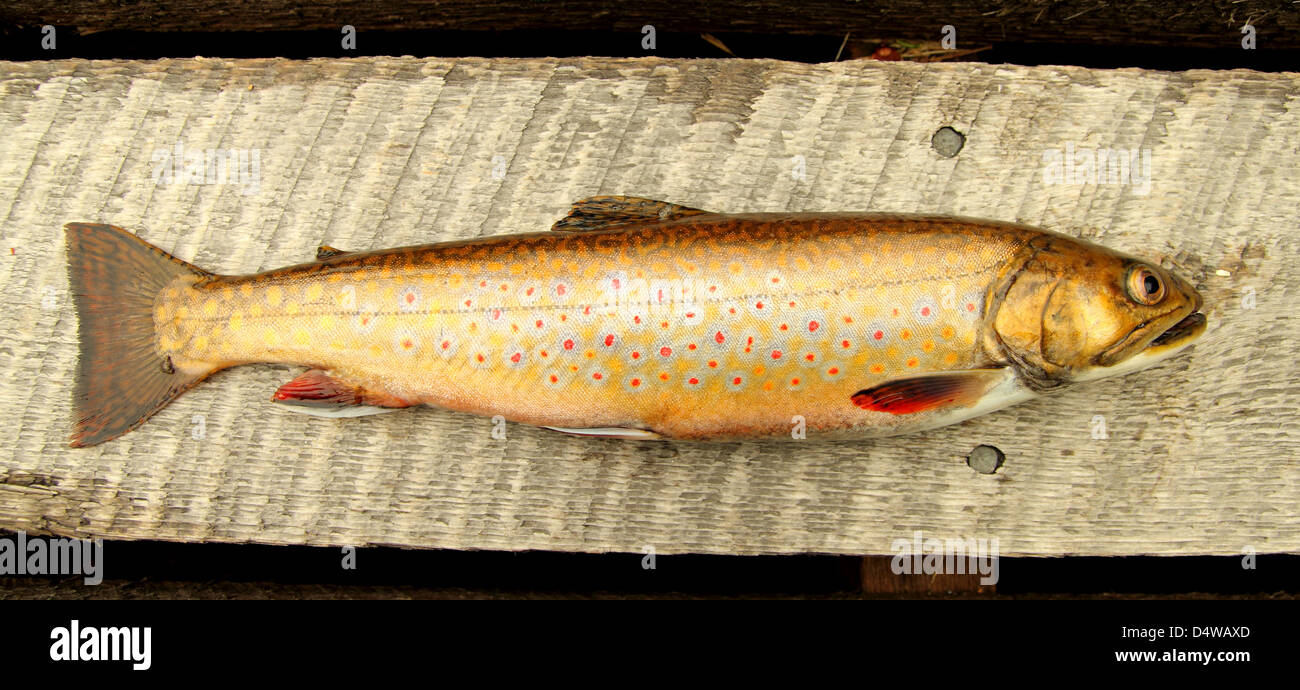 Speckled trout hi-res stock photography and images - Alamy