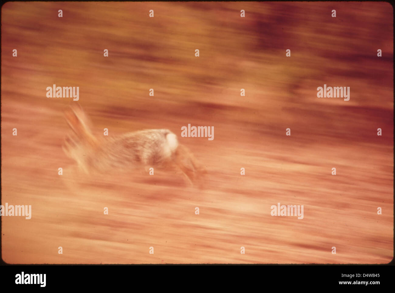 A Desert Cottontail rabbit is featured in this May 1972 photo ...