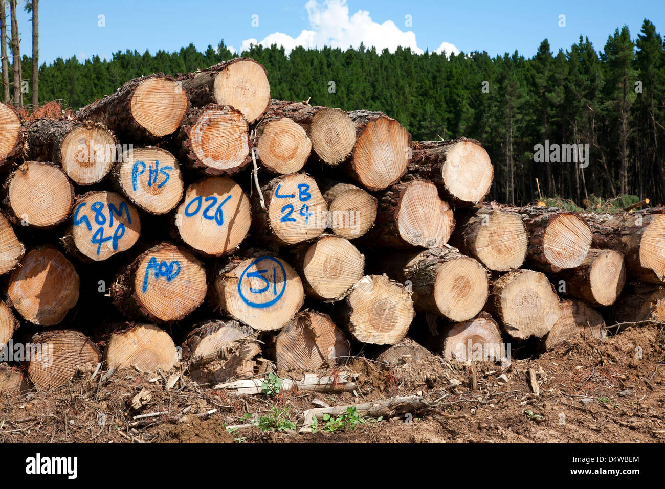 Logging of plantation planted Pinus Radiata timber - stacks of sawn ...