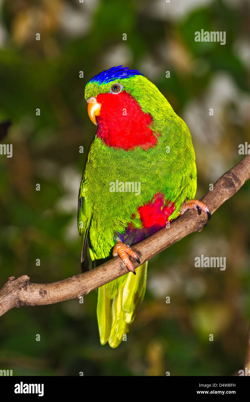Blue crowned lory vini australis hi-res stock photography and images ...