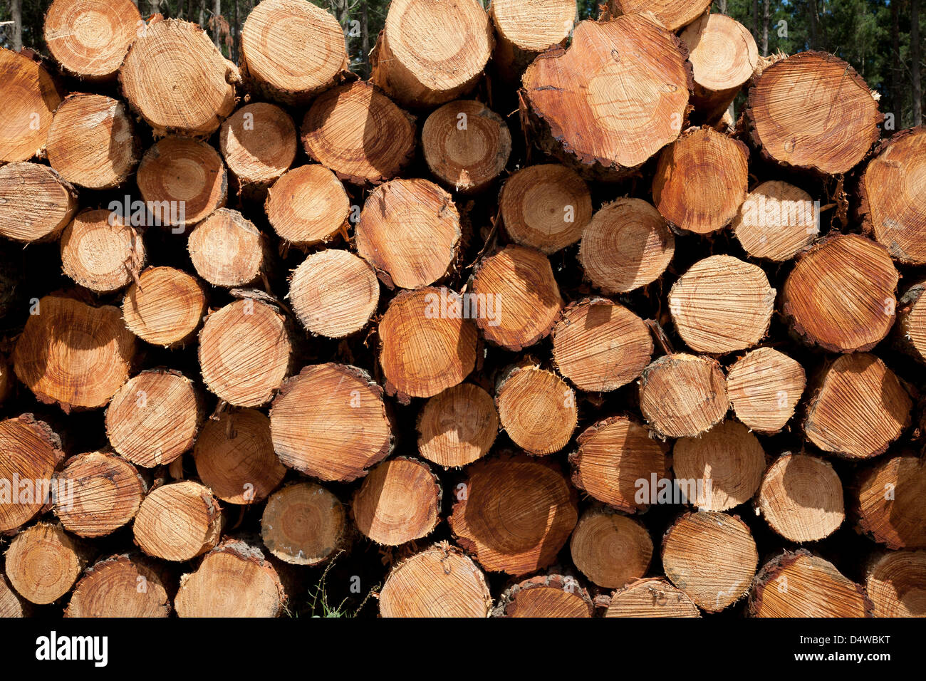 Logging of plantation planted Pinus Radiata timber - stacks of sawn ...