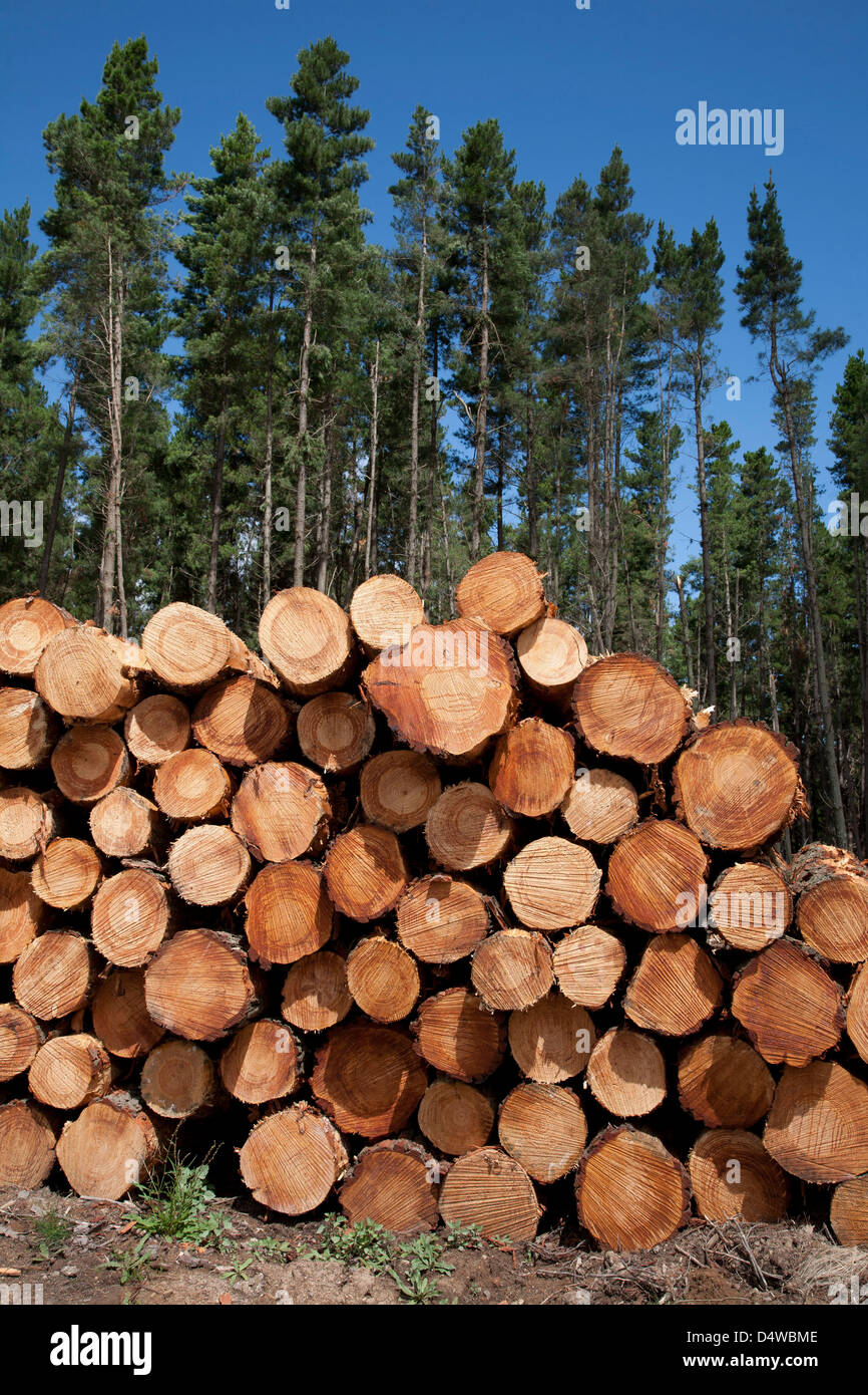 Logging of plantation planted Pinus Radiata timber - stacks of sawn ...