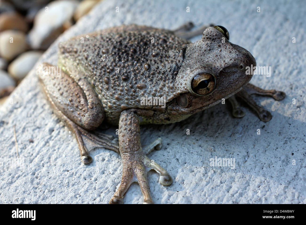 Cuban tree frog cuban tree frog hi-res stock photography and images - Alamy