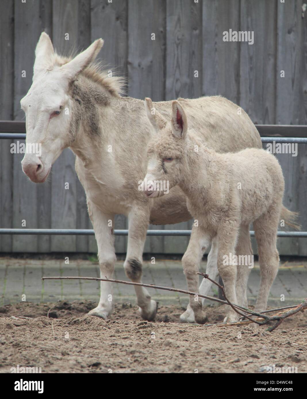 A white donkey foal stands at the West Coast Park in Sankt-Peter Ording ...