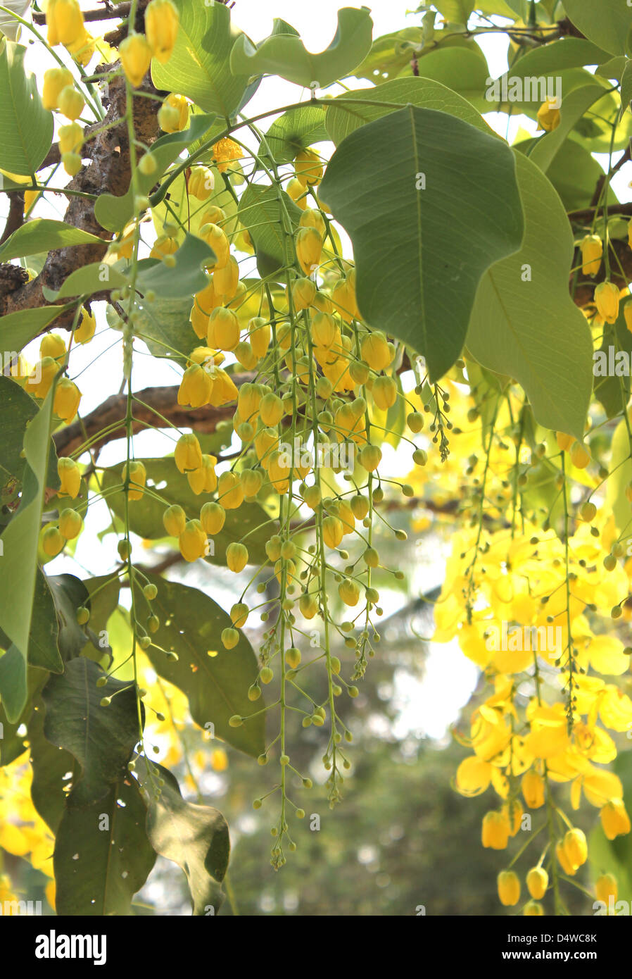 Cassia Fistula Stock Photos & Cassia Fistula Stock Images - Alamy