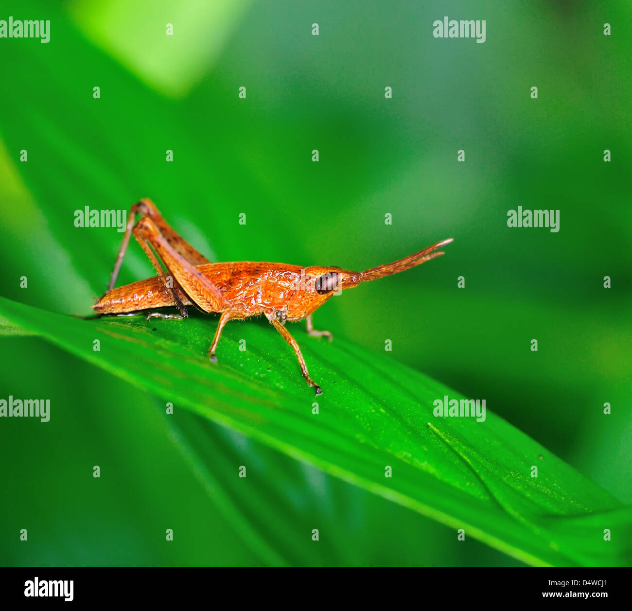 Close up large grasshopper sitting hi-res stock photography and images ...