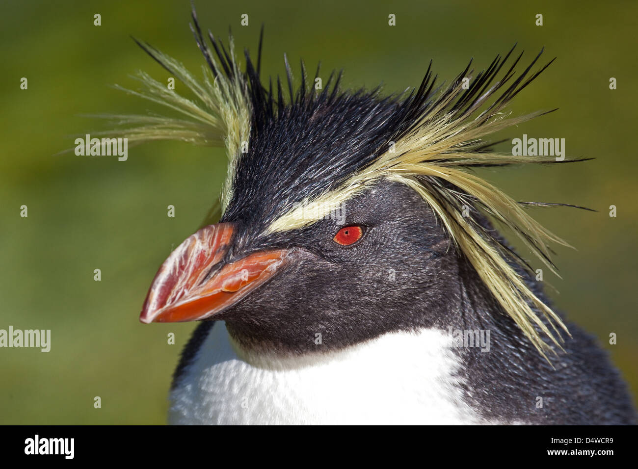 Rockhopper hi-res stock photography and images - Alamy