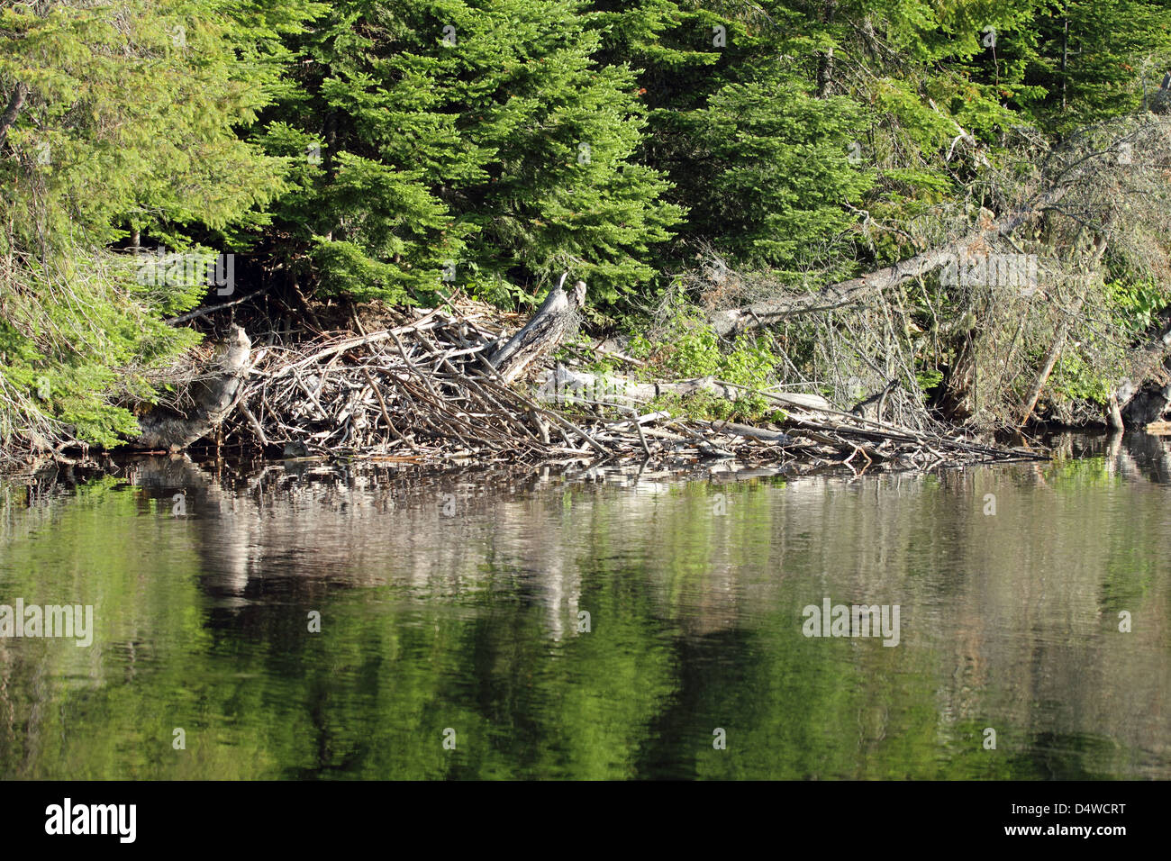 Beaver lodge background hi-res stock photography and images - Alamy