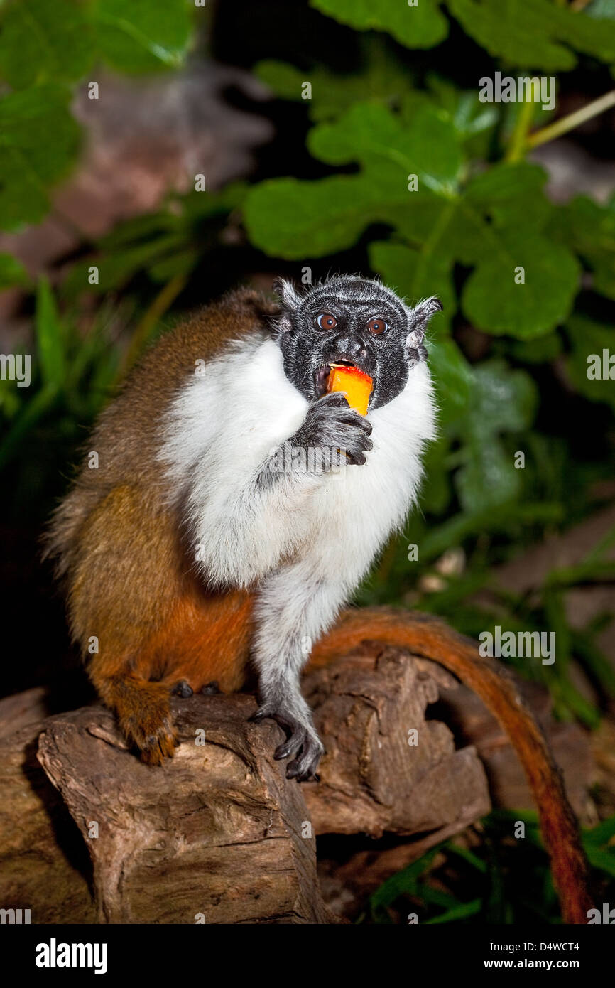 Pied tamarin hi-res stock photography and images - Alamy
